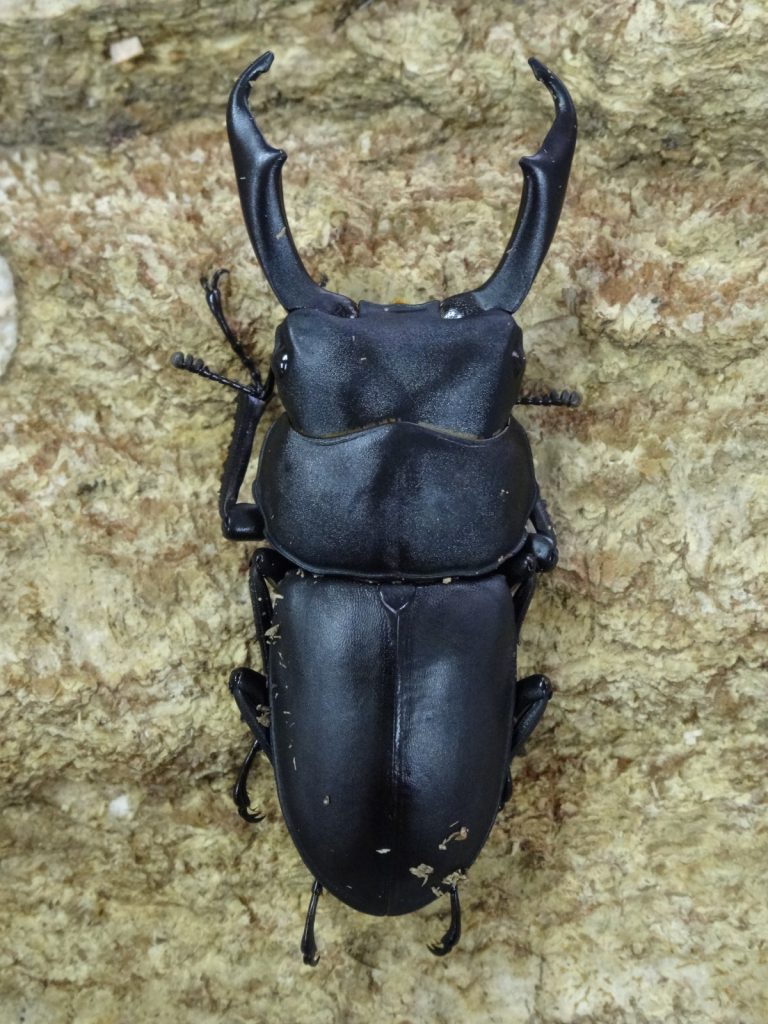 コクワガタ - クワガタ横丁