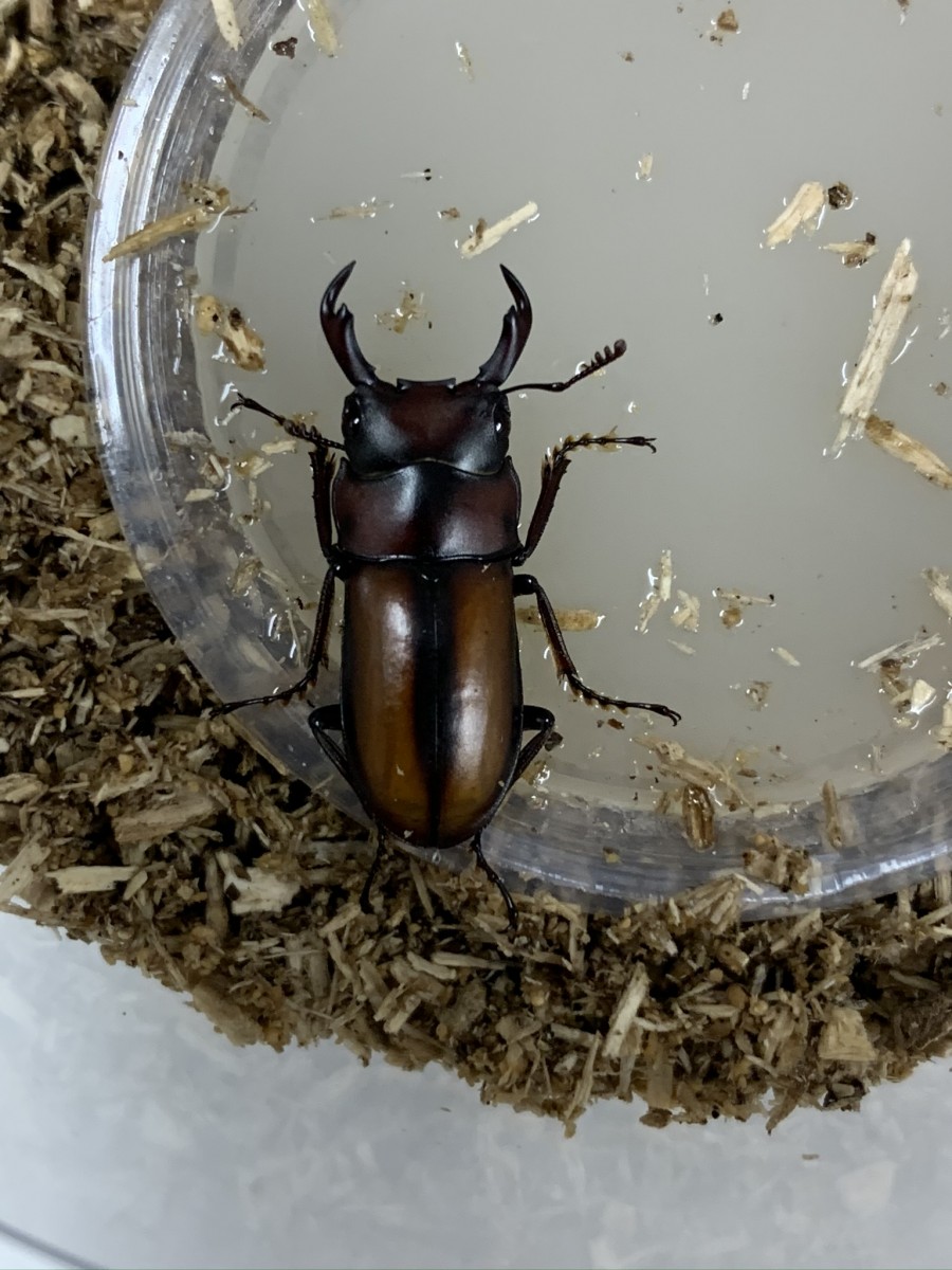 コクワガタ | クワガタ横丁