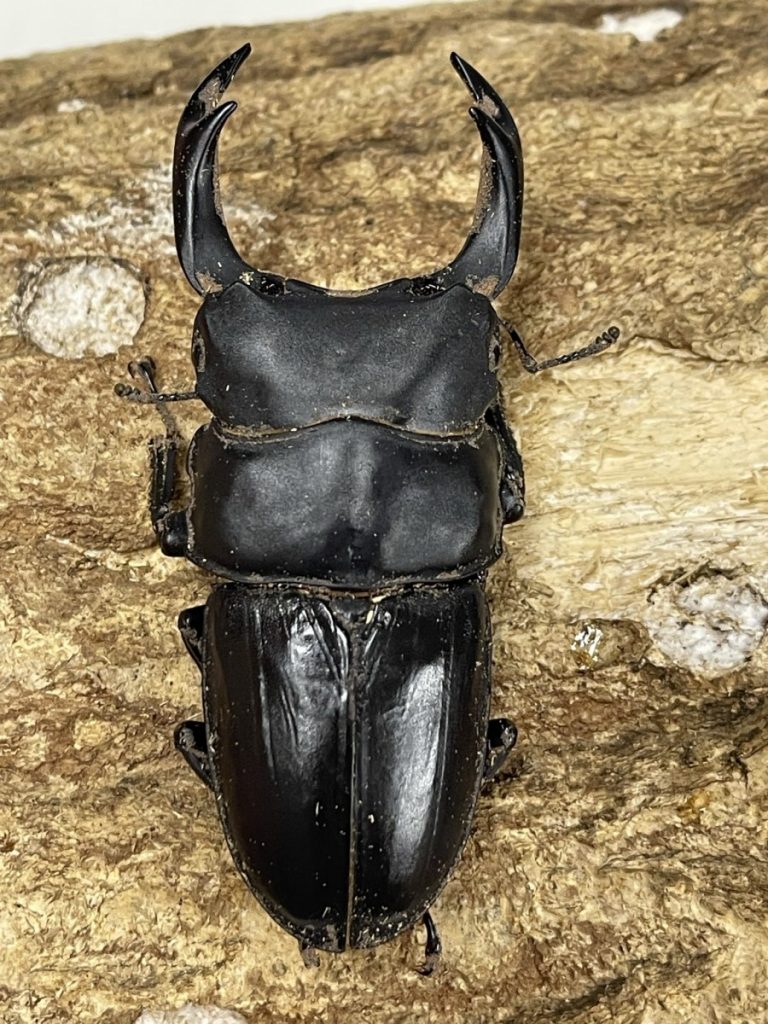 カステルナウディツヤクワ WD 69ミリペア | クワガタ横丁