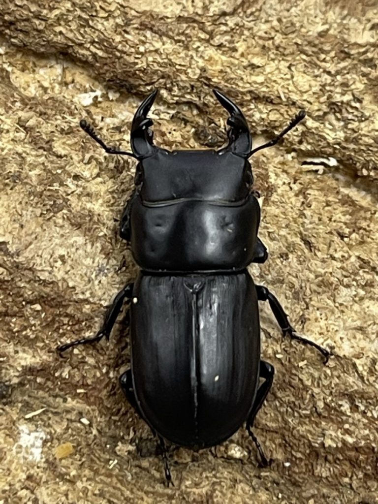 ムシモンオオクワガタ | dorcus musimon 特徴 – NSTIXA
