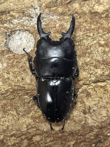 ギリアンヒラタ WD 49ミリペア - クワガタ横丁