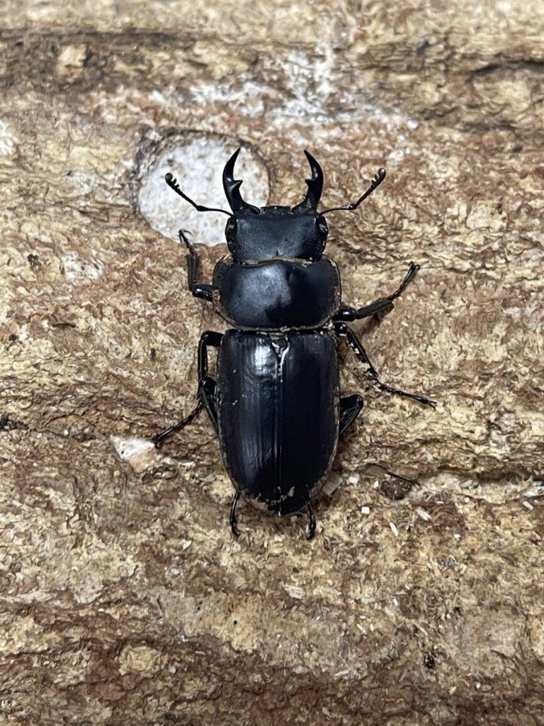 コクワガタ | クワガタ横丁