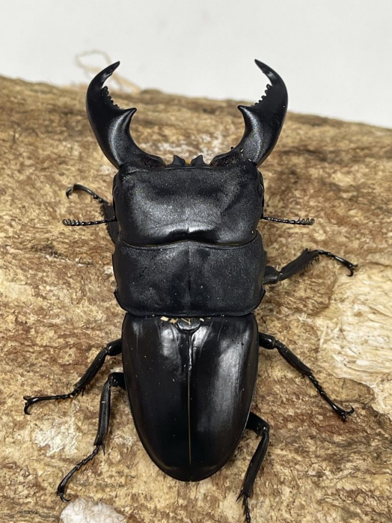 マリンドッケオオヒラタ 85ミリペア - クワガタ横丁