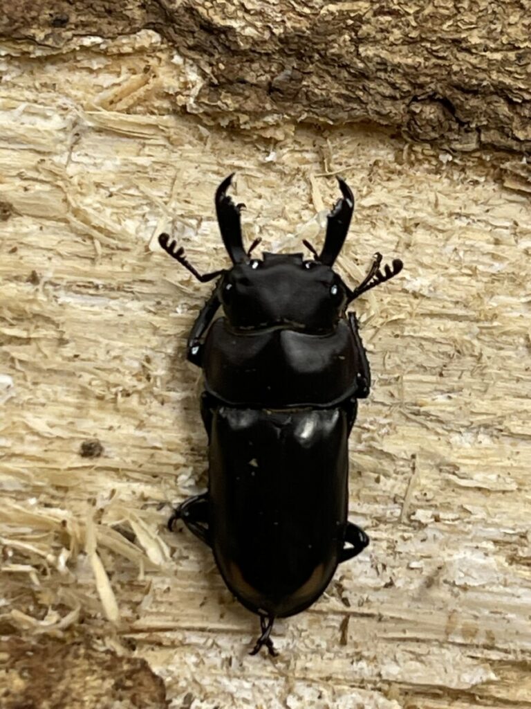 ルフォノタトゥスコクワガタ 24ミリペア - クワガタ横丁