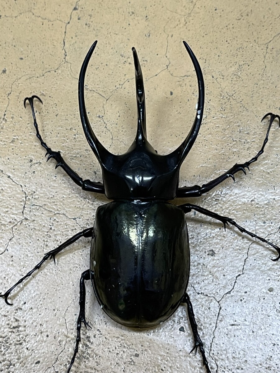 コーカサス - クワガタ横丁