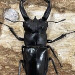 ブケットフタマタ WD 71ミリペア - クワガタ横丁